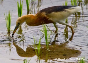 Bird Watching in Ubud, Bali – Beyond the Little Red Dot