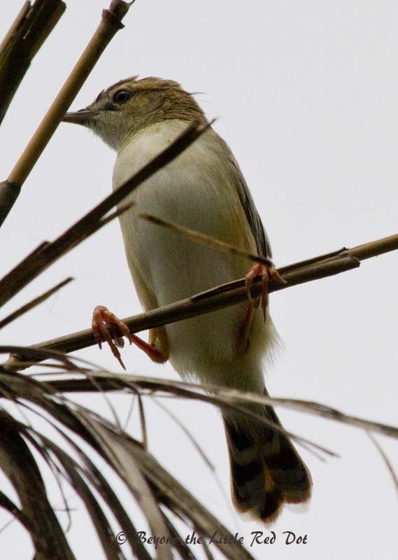 Bird Watching in Ubud, Bali – Beyond the Little Red Dot