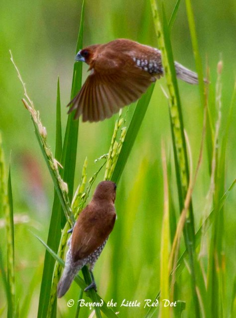 Bird Watching in Ubud, Bali – Beyond the Little Red Dot