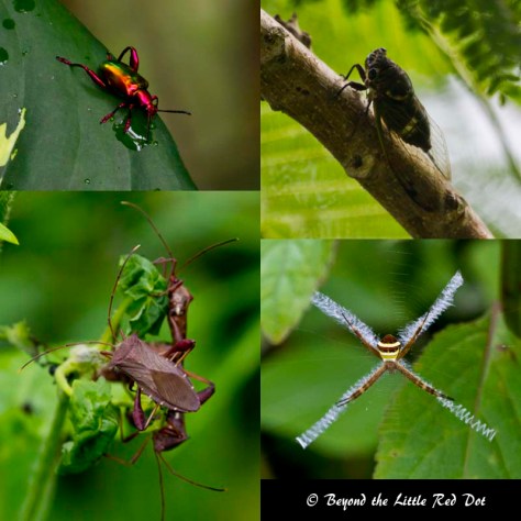 Bird Watching in Ubud, Bali – Beyond the Little Red Dot
