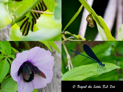 Bird Watching in Ubud, Bali – Beyond the Little Red Dot