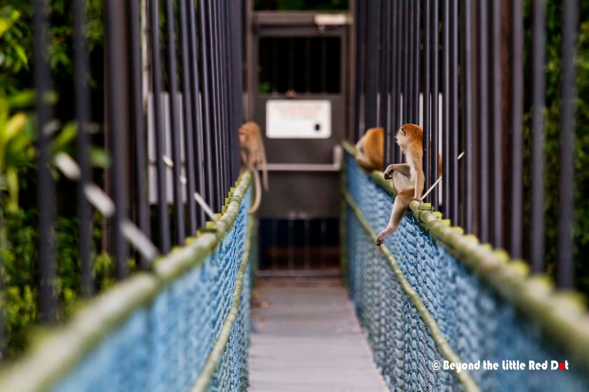 Tree Top Walk – Beyond the Little Red Dot