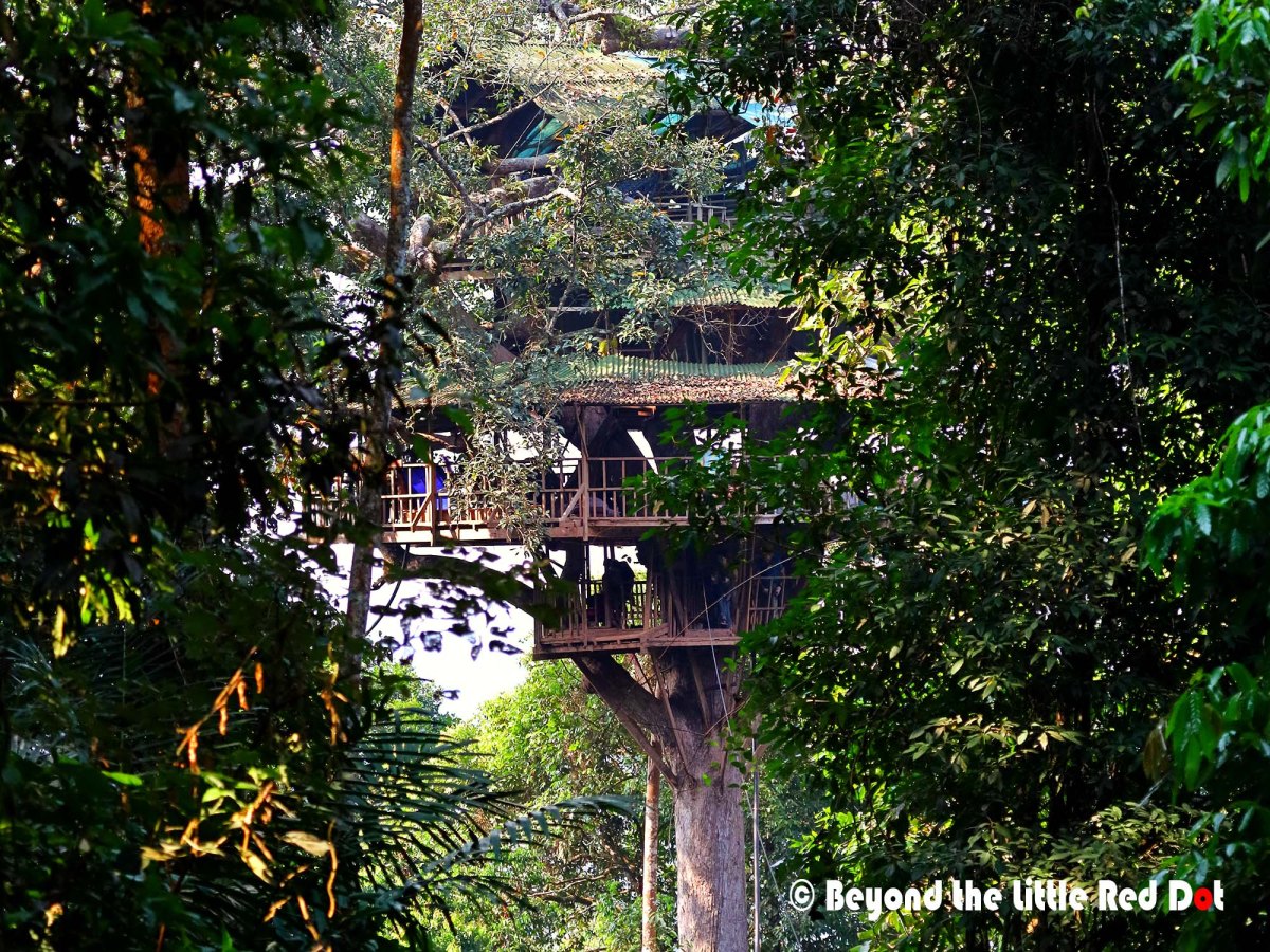 The Gibbon Experience – Beyond the Little Red Dot